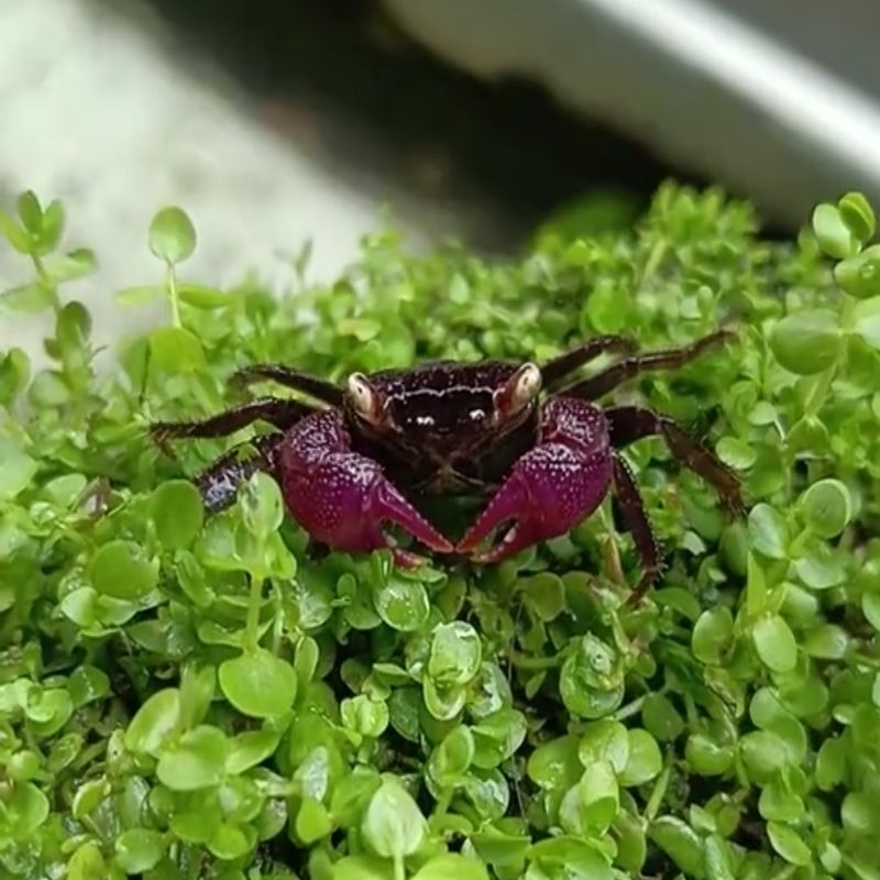 Jual Kepiting Vampir / Vampire Crab / Kepiting Hias Baby Air Tawar | Shopee Indonesia