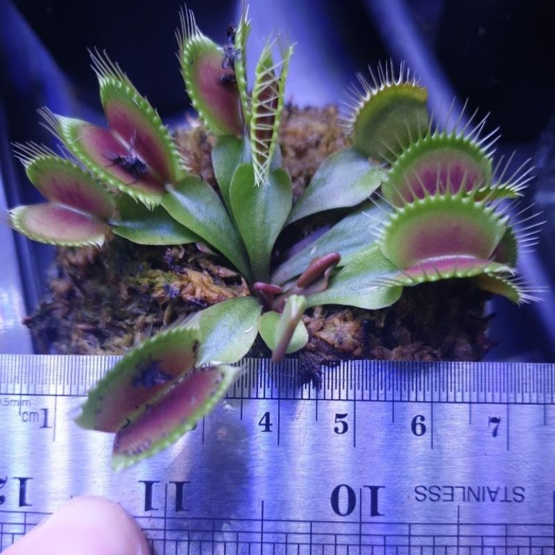 Jual tanaman hias mini venus flytrap diameter 7cm | Shopee Indonesia
