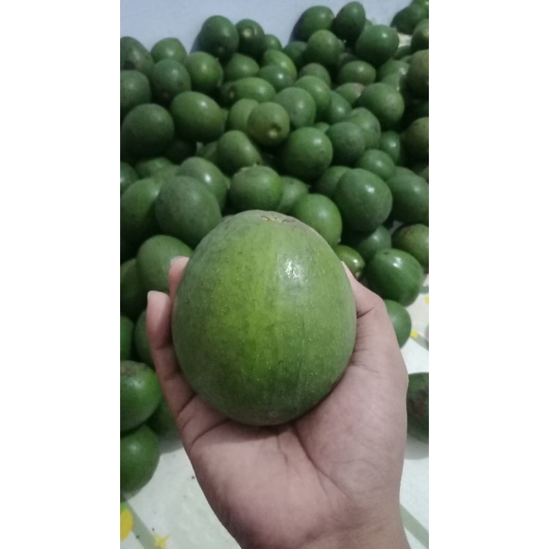 Jual Alpukat Mentega Super 1kg | Shopee Indonesia