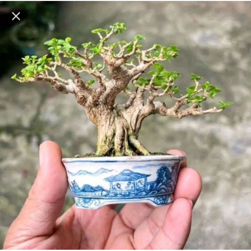 Jual bahan bonsai sancang | Shopee Indonesia Jual bahan bonsai sancang | Shopee Indonesia