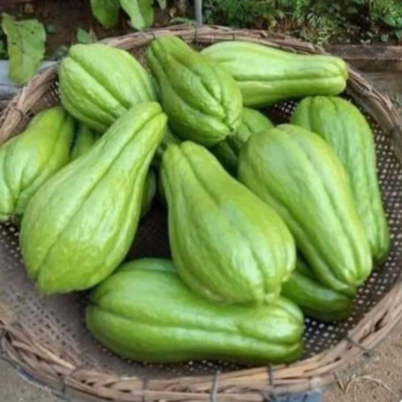 Jual Labu siam waluh KECIL 250g | Shopee Indonesia