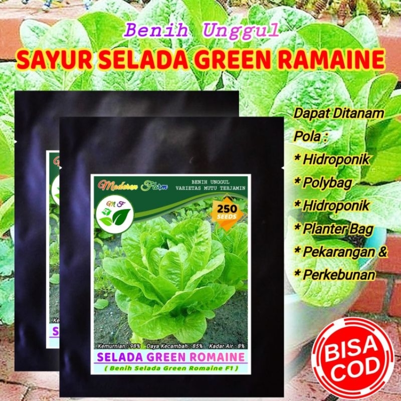 Jual BENIH SELADA GREEN ROMAINE F1 | Shopee Indonesia
