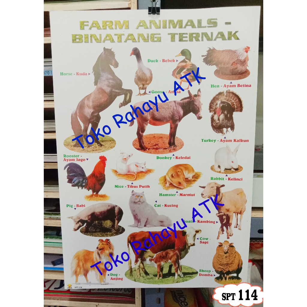 Jual Poster edukasi hewan berwarna mengenal nama binatang belajar anak ...