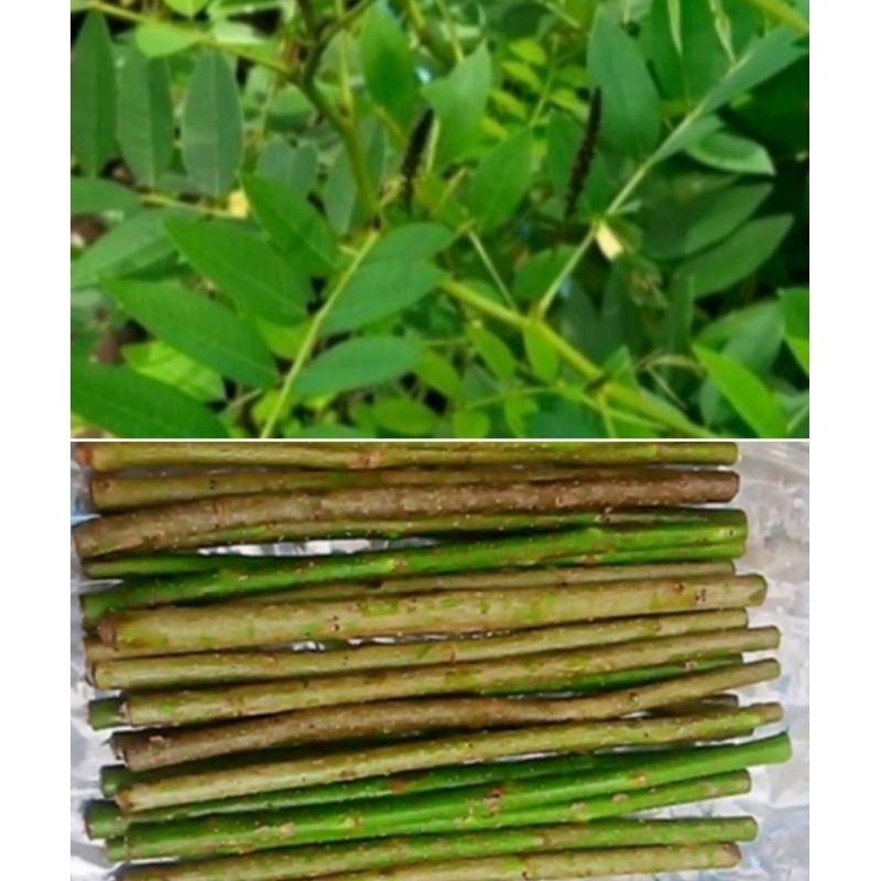 Jual tanaman bibit stek indigofera untuk pakan ternak(suffruticosa ...