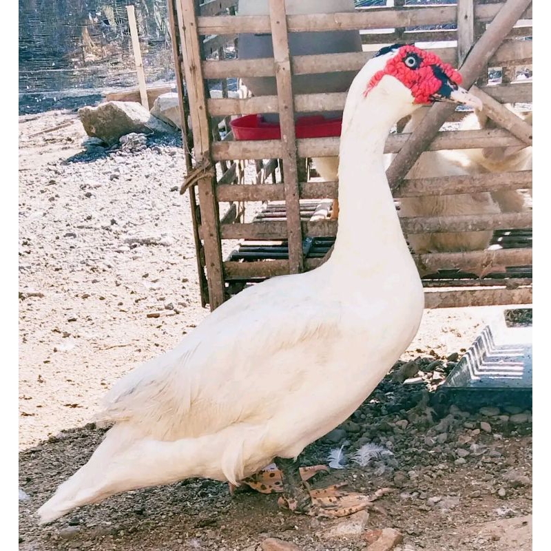 Jual Telur mentok jumbo bisa ditetaskan | Shopee Indonesia