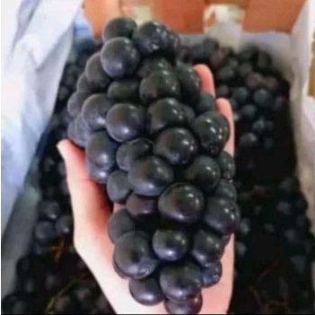 Jual ANGGUR HITAM BALI PER KG | Shopee Indonesia