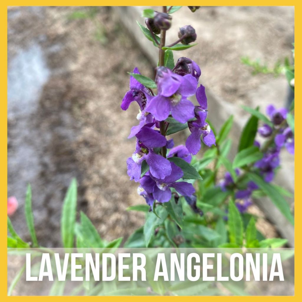 Jual Tanaman Hias Bunga Lavender Angelonia Pohon Hidup Asli Aneka Warna ...