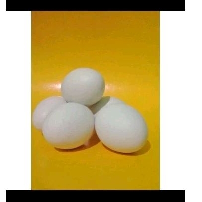 Jual Telur palsu merpati | Shopee Indonesia