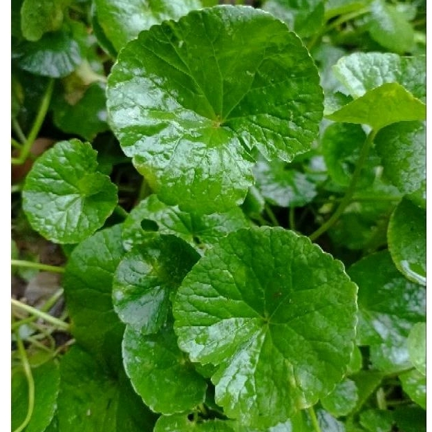 Jual Daun Pegagan Segar /Daun Antaman segar (50 Gram) | Shopee Indonesia