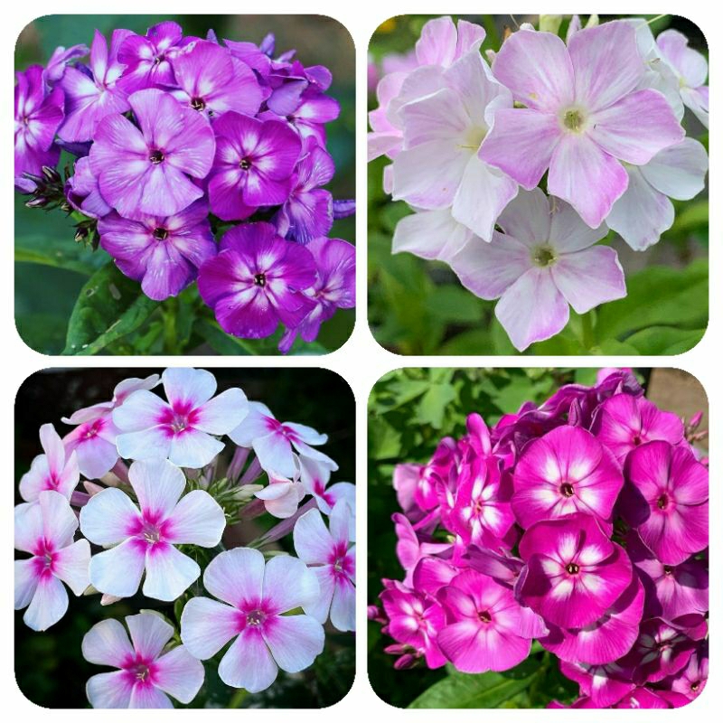 Jual Benih Bunga Phlox Paniculata mix 5biji | Shopee Indonesia