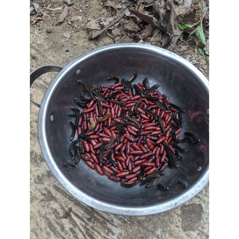 Jual Entung / Ulat Jati | Shopee Indonesia