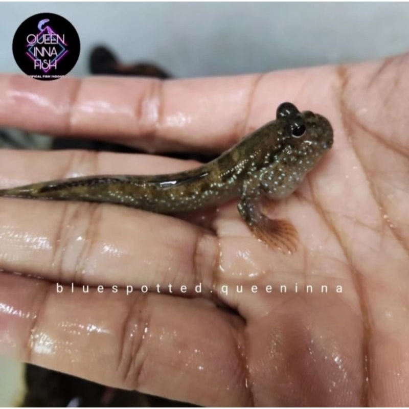 Jual Mudskipper Blue Spotted Galaxy Fish | Mudskiper Ikan Glodok/Blodok ...
