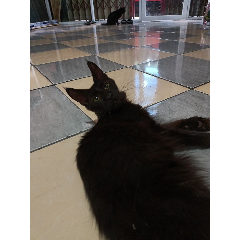 Jual Makanan kucing mainecoon sertifikat CFA | Shopee Indonesia