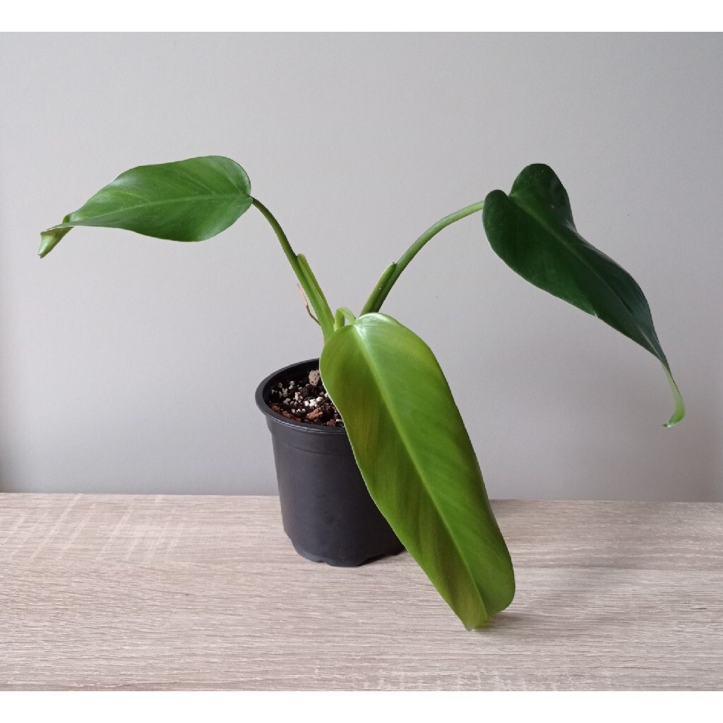 Jual Tanaman Hias Philodendron Tuxtlanum / Philo Red Queen Bawah Daun ...