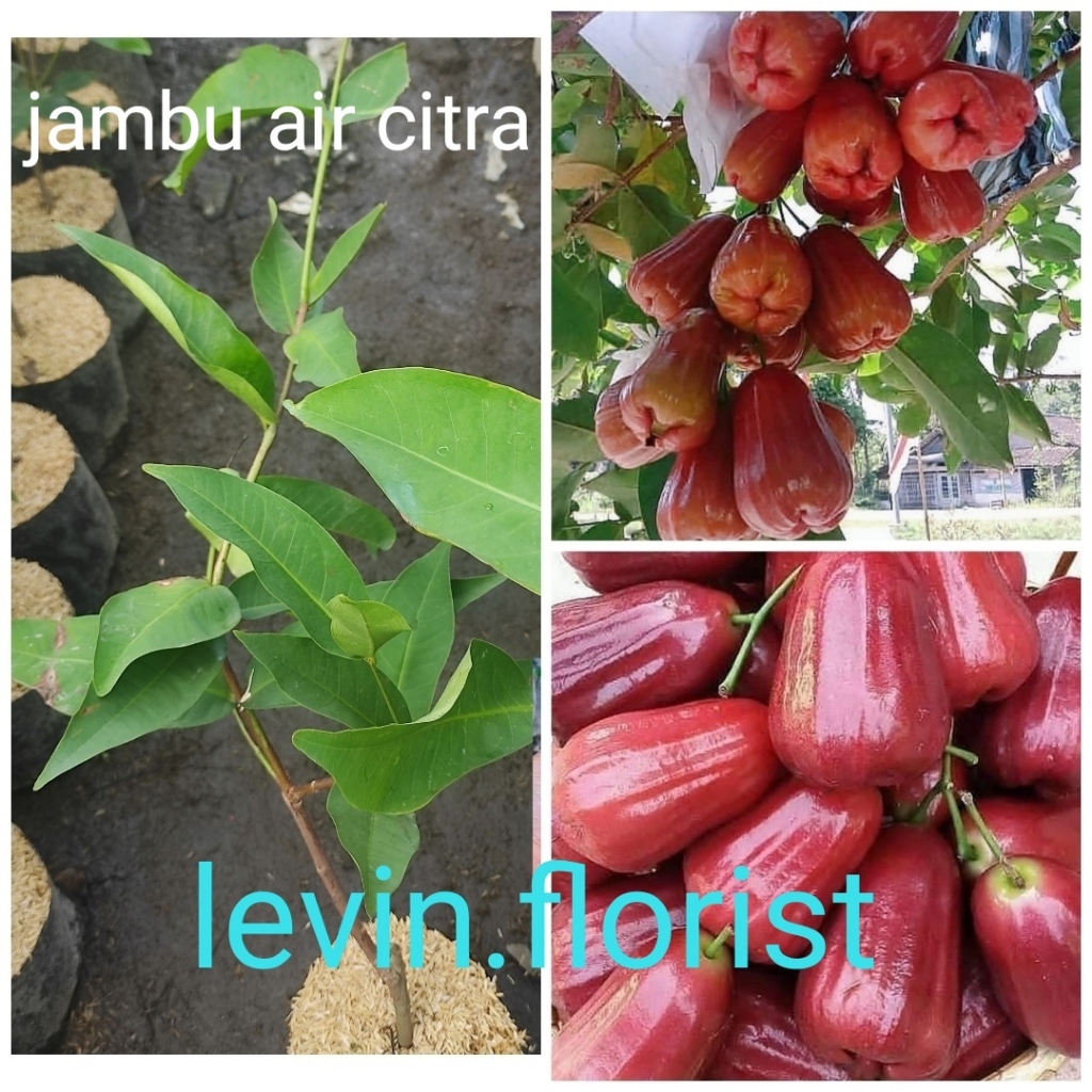 Jual Syzygium / jambu air citra / bibit tanaman hias bunga buah buahan ...