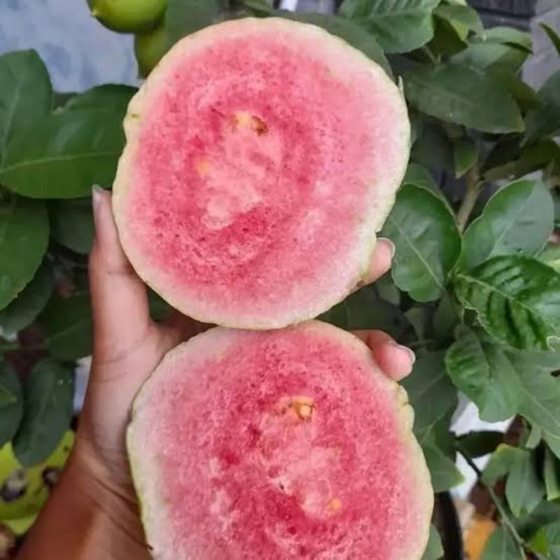 Jual jambu kristal merah | Shopee Indonesia