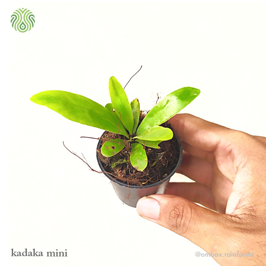 Jual Kadaka Mini - Terrarium / paludarium | Shopee Indonesia