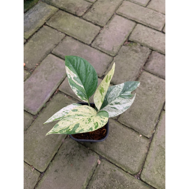 Jual Epip Marble Thailand | Shopee Indonesia