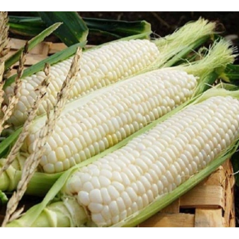 Jual BENIH JAGUNG PUTIH TERMURAH BERKUALITAS 100 GRAM | Shopee Indonesia