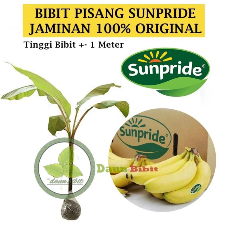 Jual Pisang Cavendish Original | Shopee Indonesia