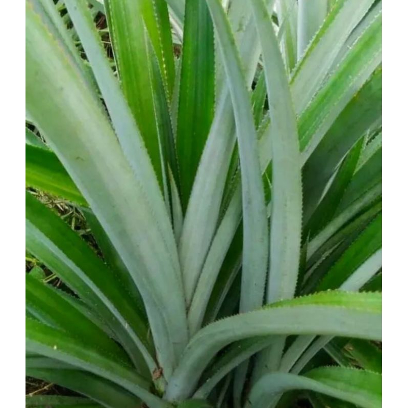 Jual Daun Nanas Segar 10 Lembar | Shopee Indonesia