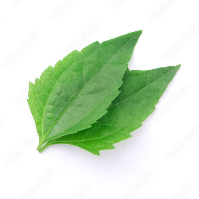 Jual daun kirinyuh/balakacida/kopasandra (Chromolaena odorata) 1kg ...