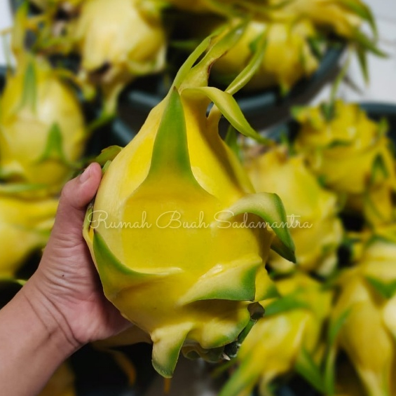 Jual READY - 1kg Buah Naga Kuning Golden Manis Segar - Yellow Dragon ...