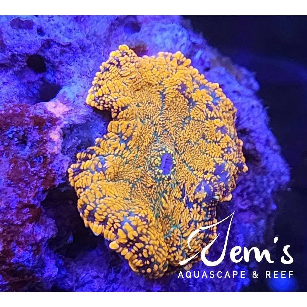 Jual Coral Jamur Mata Sapi Orange - Merah (Orange Bullseye Rhodactis ...