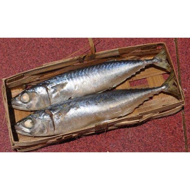 Jual ( NEW ) Reyeng / Anyaman Bambu Besek / Wadah cuek / Wadah Tongkol ...