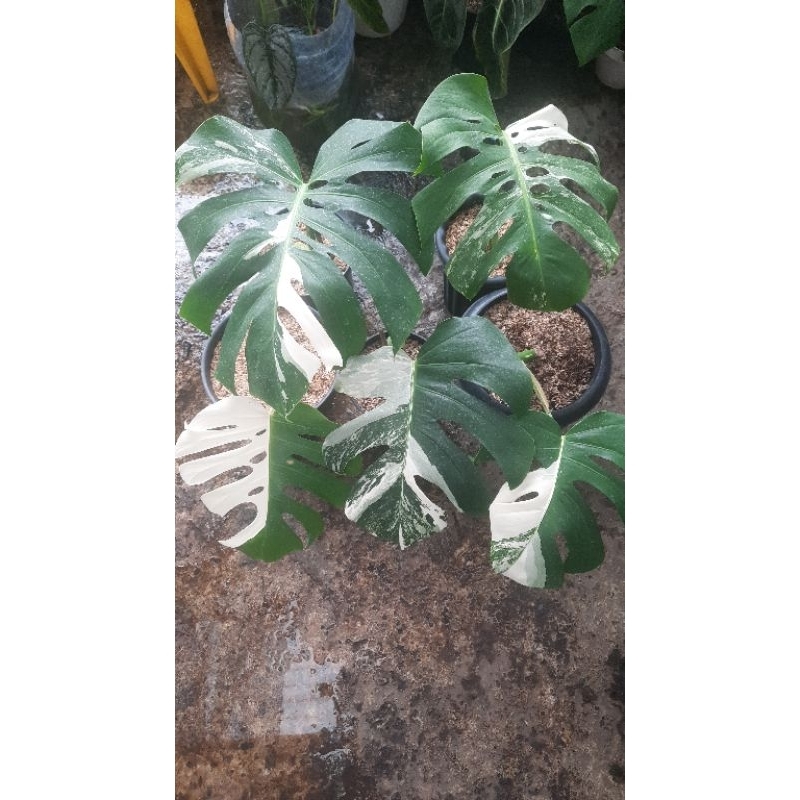 Jual monstera varigata | Shopee Indonesia