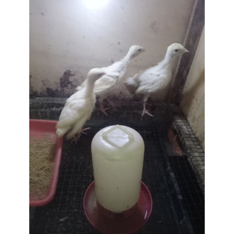 Jual Ayam Kalkun | Kalkun | Ayam Kuluk | Usia 1 Bulan | Yan45 | Shopee ...