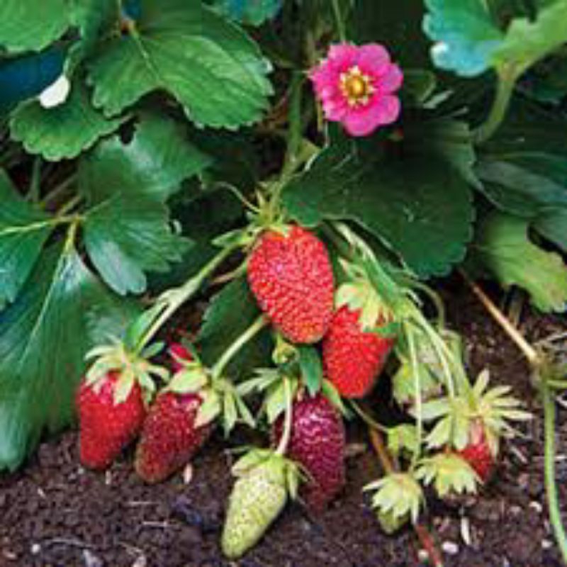 Jual Bibit Tanaman Buah Strawberry Merlan ( Berbuah ) | Shopee Indonesia