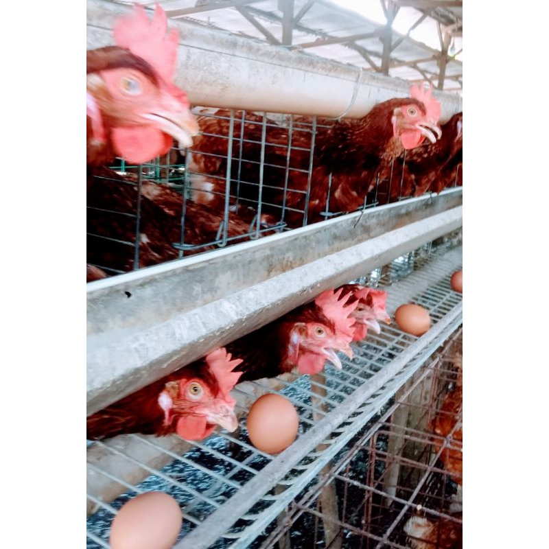 Jual ayam merah petelur mulai aktif betelur, usia 26hingga 30minggu ...