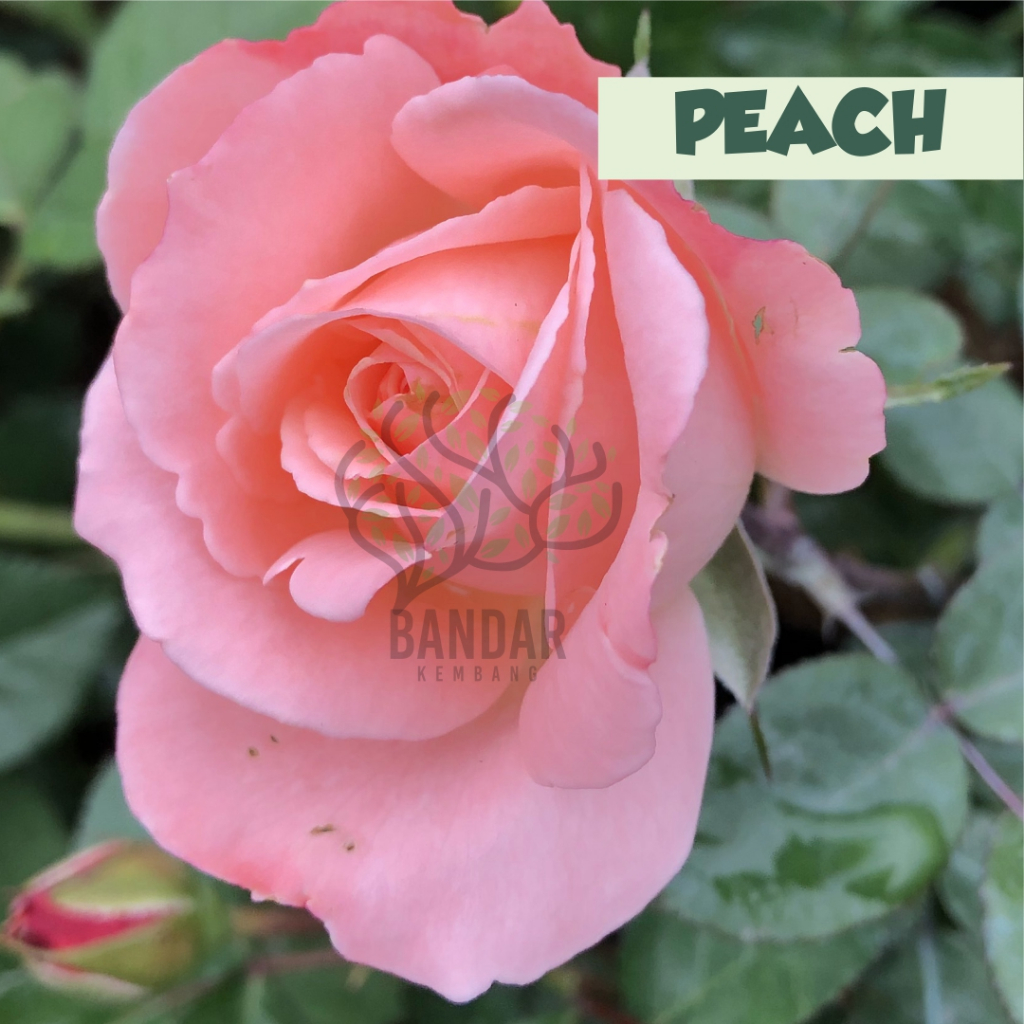 Jual Tanaman Berbunga Mawar Holland Peach Bunga Jumbo | Shopee Indonesia