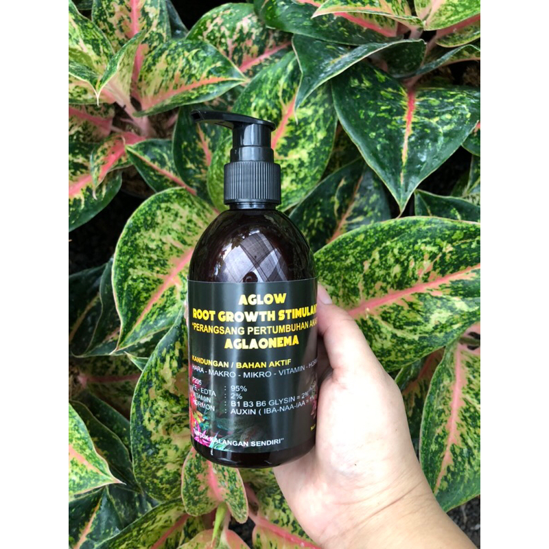 Jual AGLOW ROOT GROWGH STIMULANT PERANGSANG PERTUMBUHAN AKAR AGLAONEMA ...