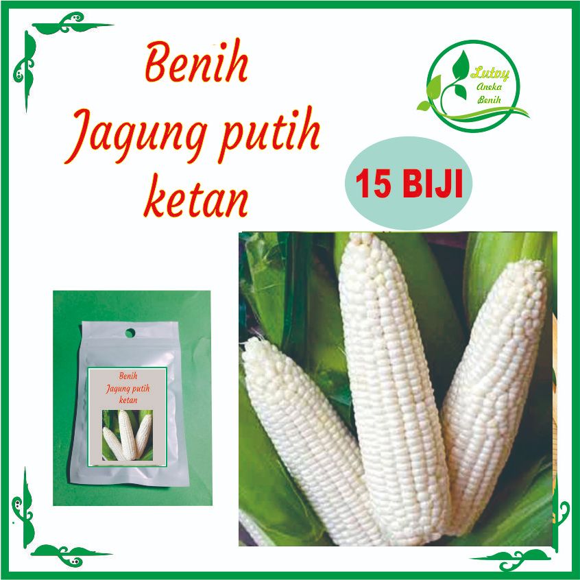 Jual BENIH JAGUNG PUTIH KETAN 15 BIJI | Shopee Indonesia