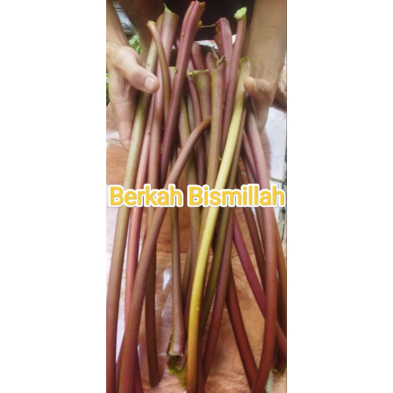 Jual Batang kaliki merah atau jarak jintun 10 batang | Shopee Indonesia