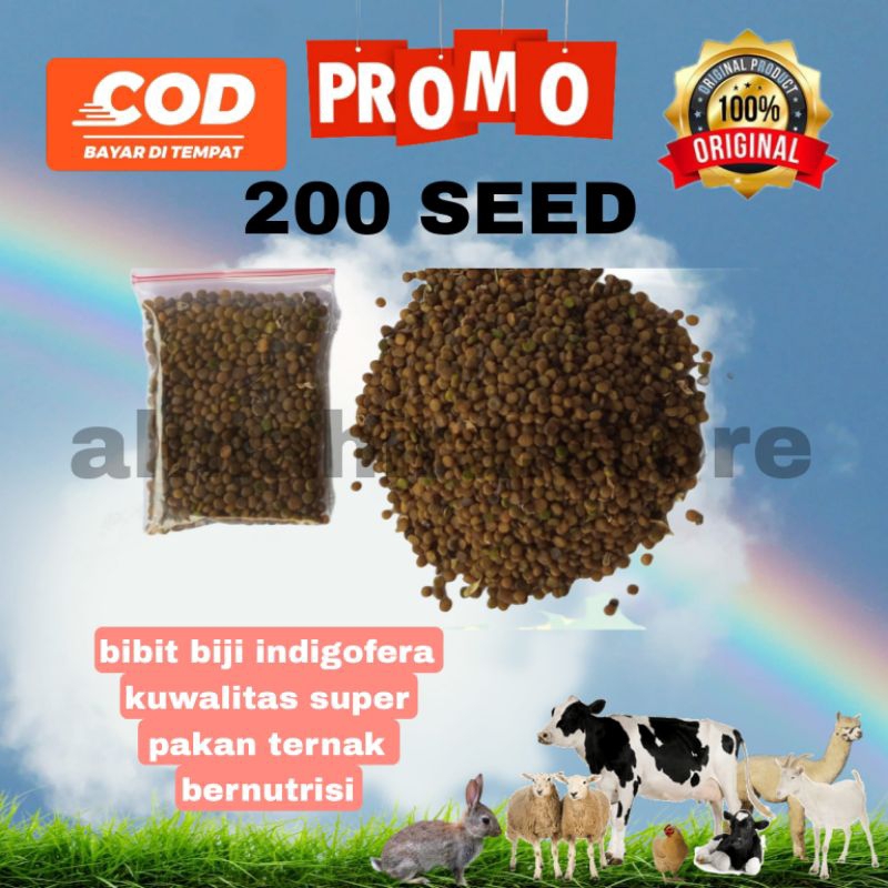 Jual BENIH BIJI INDIGOFERA ISI 200 BIJI BIBIT INDIGOFERA SUPER | Shopee ...