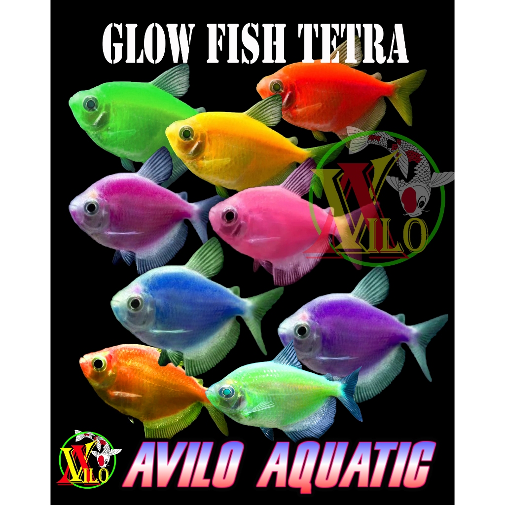 Jual paket 50 ekor dan 100 ekor tetra fish warna glow dark aquascape ...