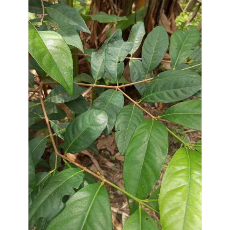 Jual Daun Salam 50 lembar | Shopee Indonesia