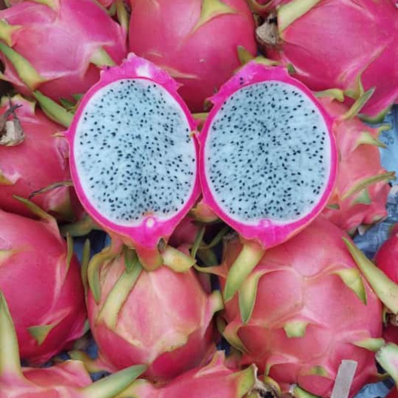 Jual Buah naga putih 500 gram | Shopee Indonesia