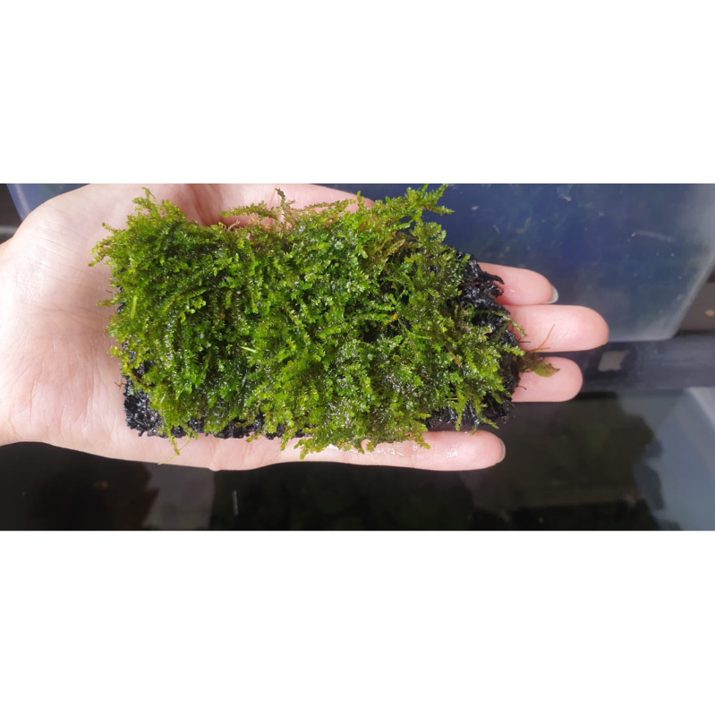 Jual Tanaman Moss Taiwan Lempeng / Moss Taiwan | Shopee Indonesia