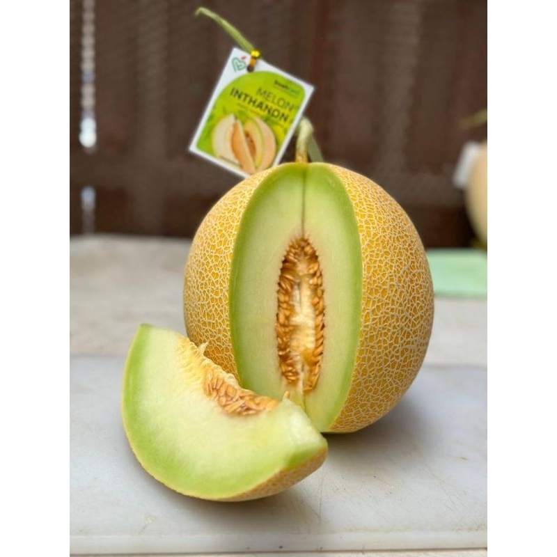 Jual melon inthanon premium | Shopee Indonesia