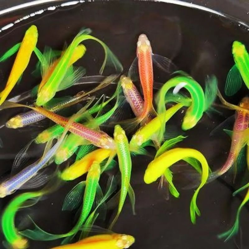Jual Danio Slayer Warna Lengkap Mix Isi 10 Hiasan Aquarium Cantik ...