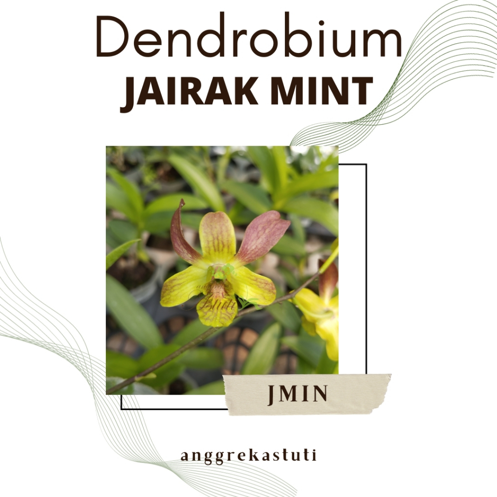 Jual Anggrek Dendrobium Jairak Mint Dewasa Spike Knop Bunga Mini Kode ...