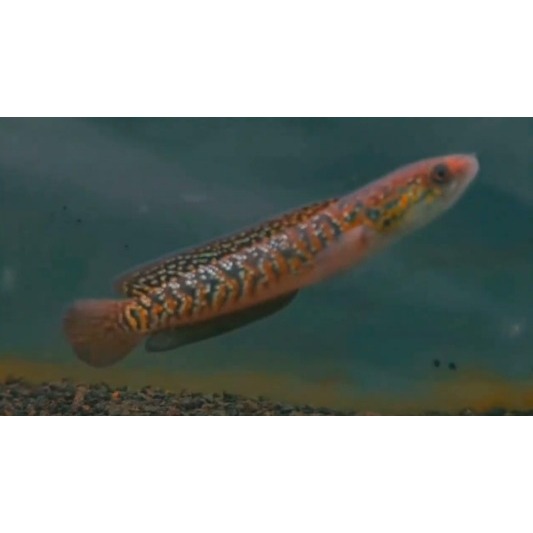 Jual Channa Asiatica Kalimaya RSP / RSWS Great A Super Mutiara Size ...