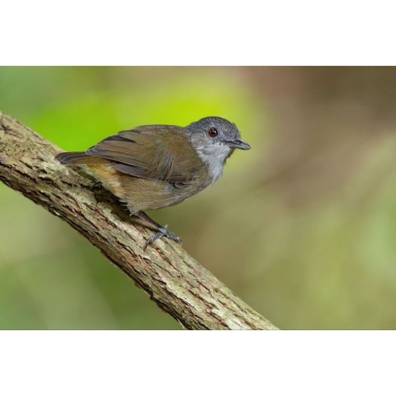 Jual Burung Planduk Semak | Shopee Indonesia