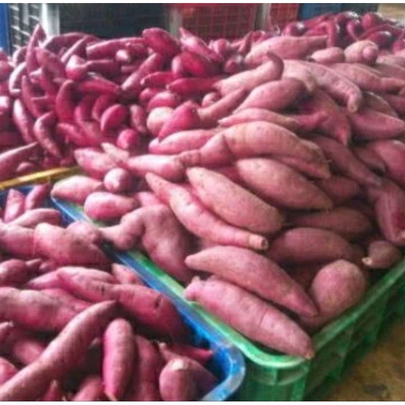 Jual UBI MERAH ATAU MANTANG MERAH PER 1 KG | Shopee Indonesia