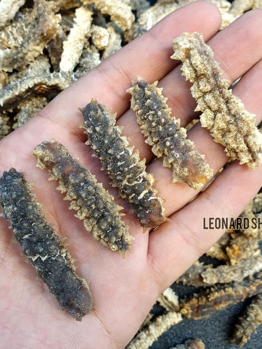 Jual Teripang Gamat Duri Super Haisom Teripang Emas 海参 刺参天然 ...