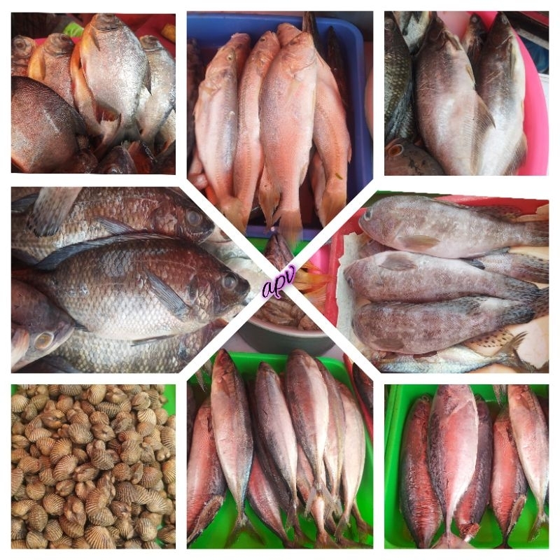 Jual aneka ikan laut segar all varian fresh 1 kgTongkol,Salem,kerang ...